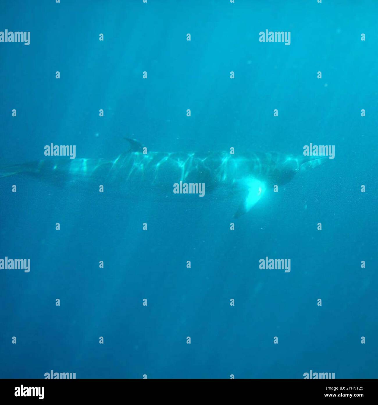 Common minke whale balaenoptera hi-res stock photography and images - Alamy