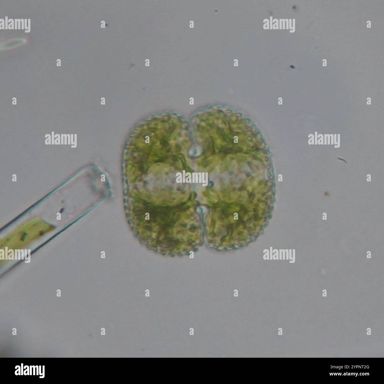 Cosmarium hi-res stock photography and images - Alamy