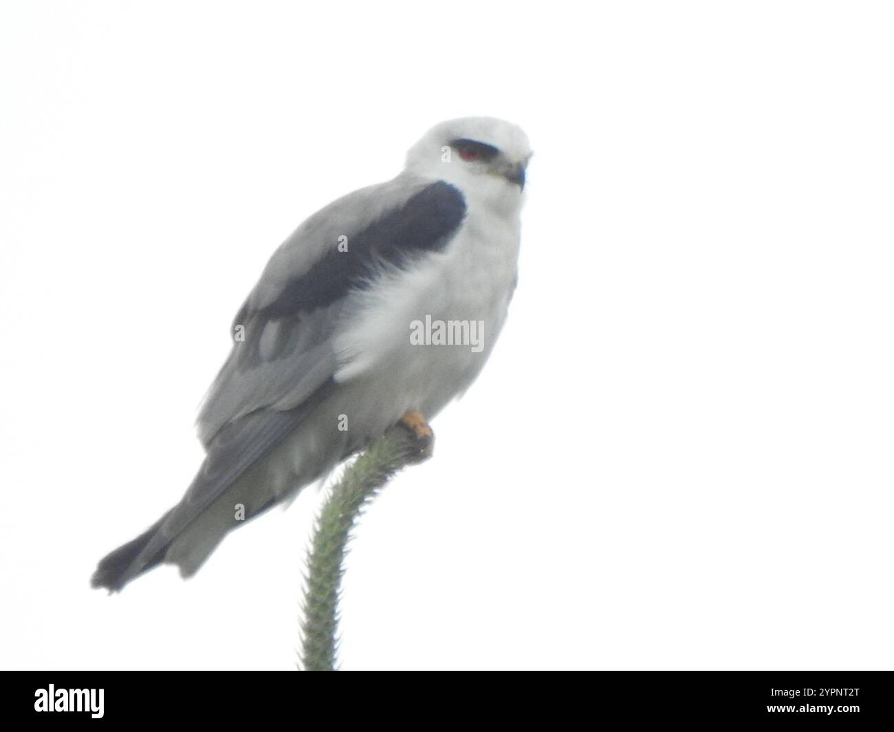 Black-winged Kite (Elanus caeruleus Stock Photo - Alamy