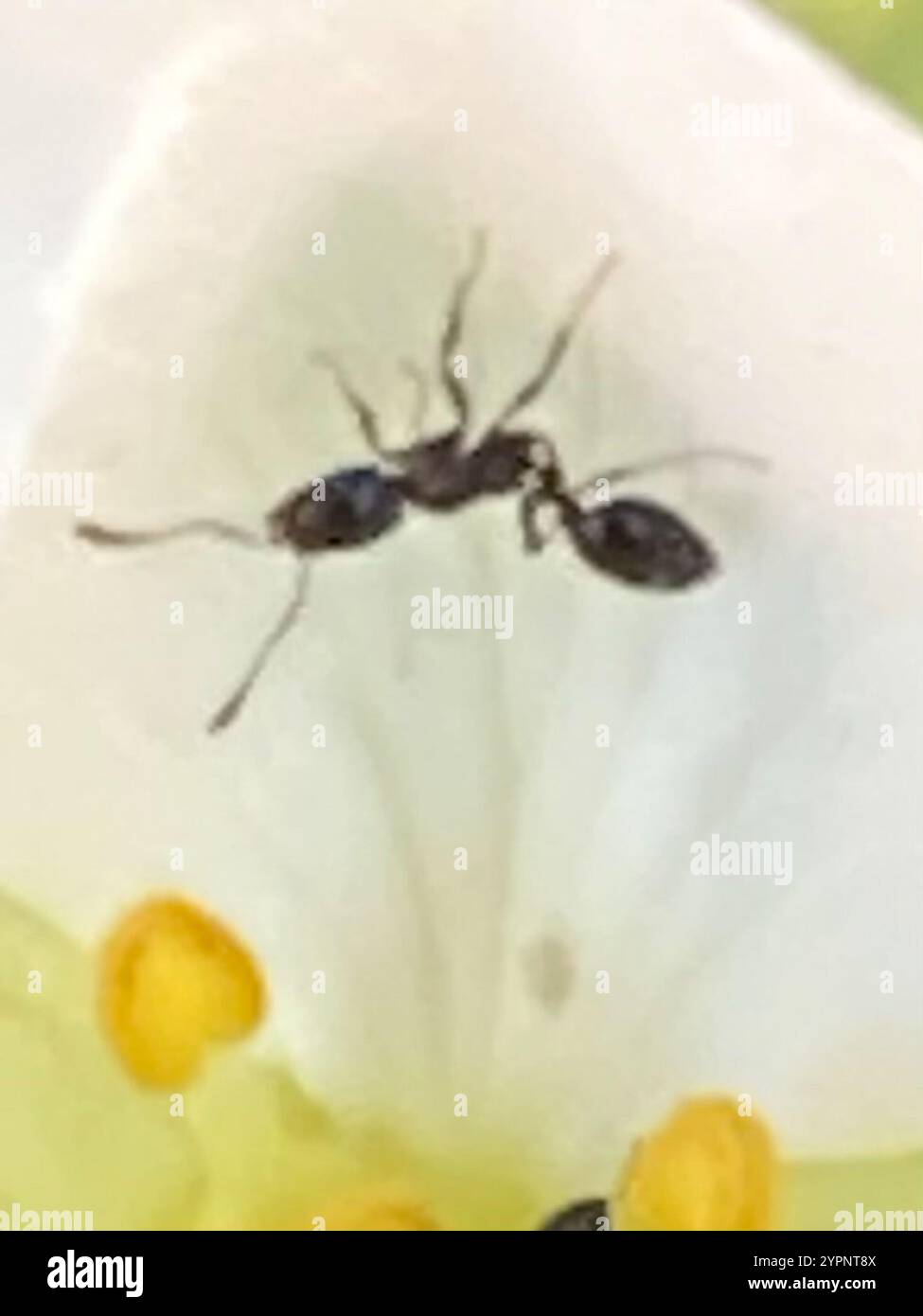 Common Trailing Ant (Monomorium minimum Stock Photo - Alamy