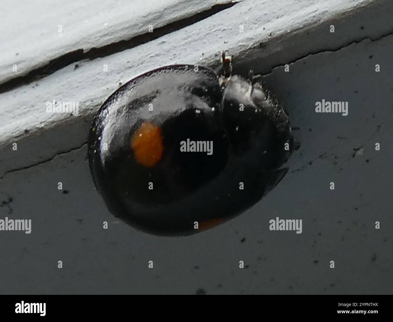 Twice-stabbed Lady Beetle (Chilocorus stigma Stock Photo - Alamy