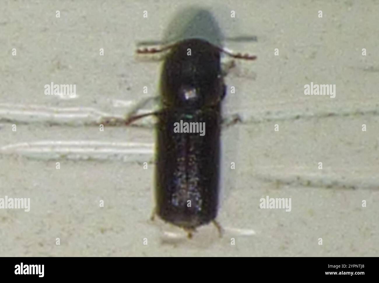 Auger Beetles (Bostrichidae Stock Photo - Alamy