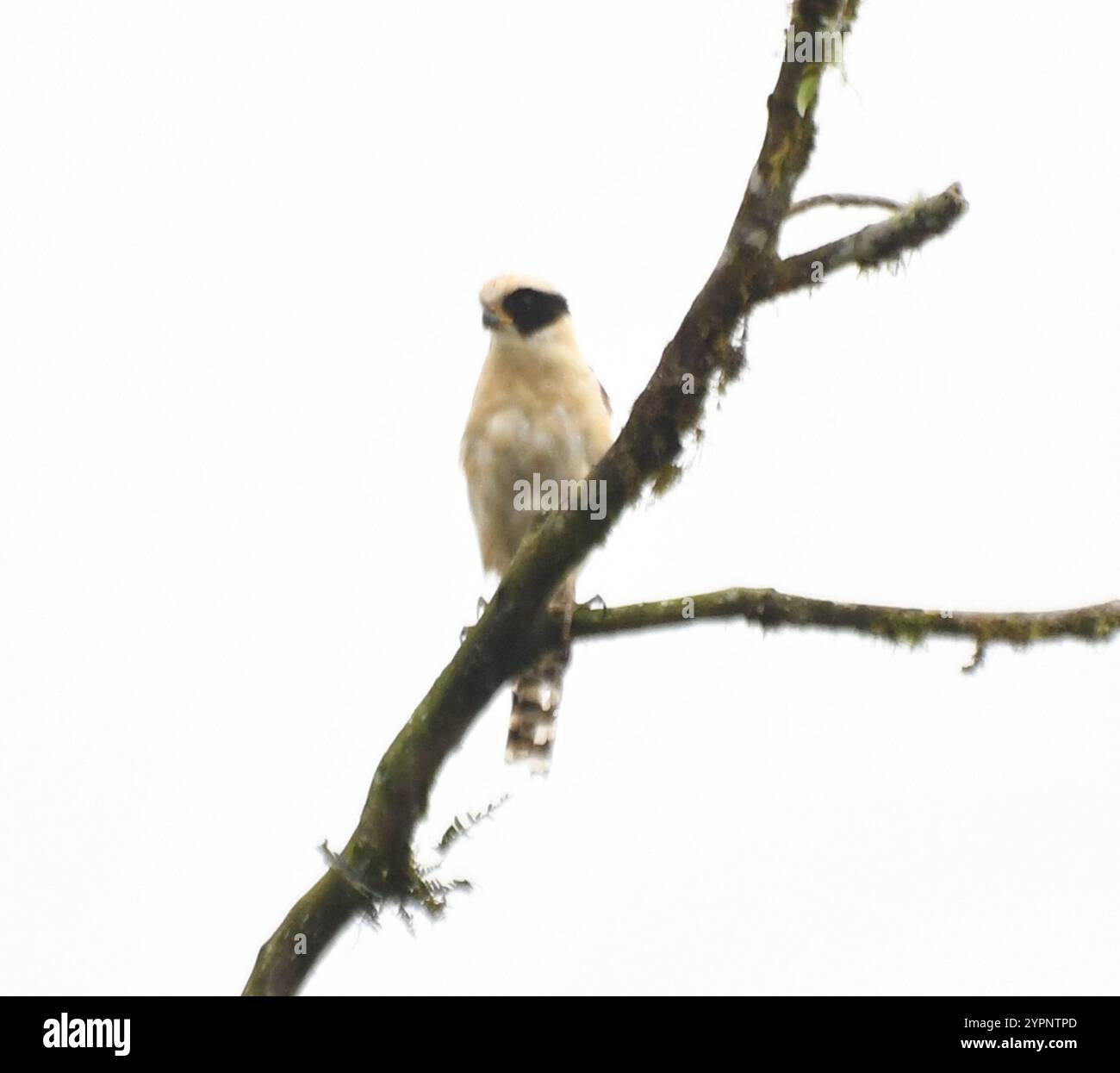 Herpetotheres cachinnans hi-res stock photography and images - Alamy