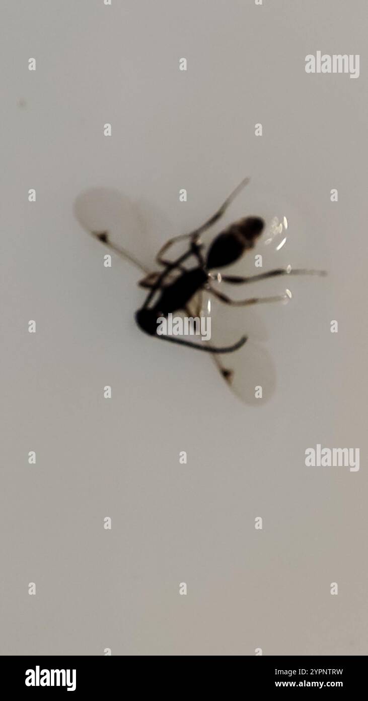 Proctotrupidae hi-res stock photography and images - Alamy