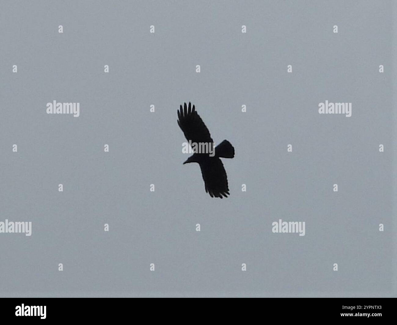 Large-billed Crow (Corvus macrorhynchos Stock Photo - Alamy