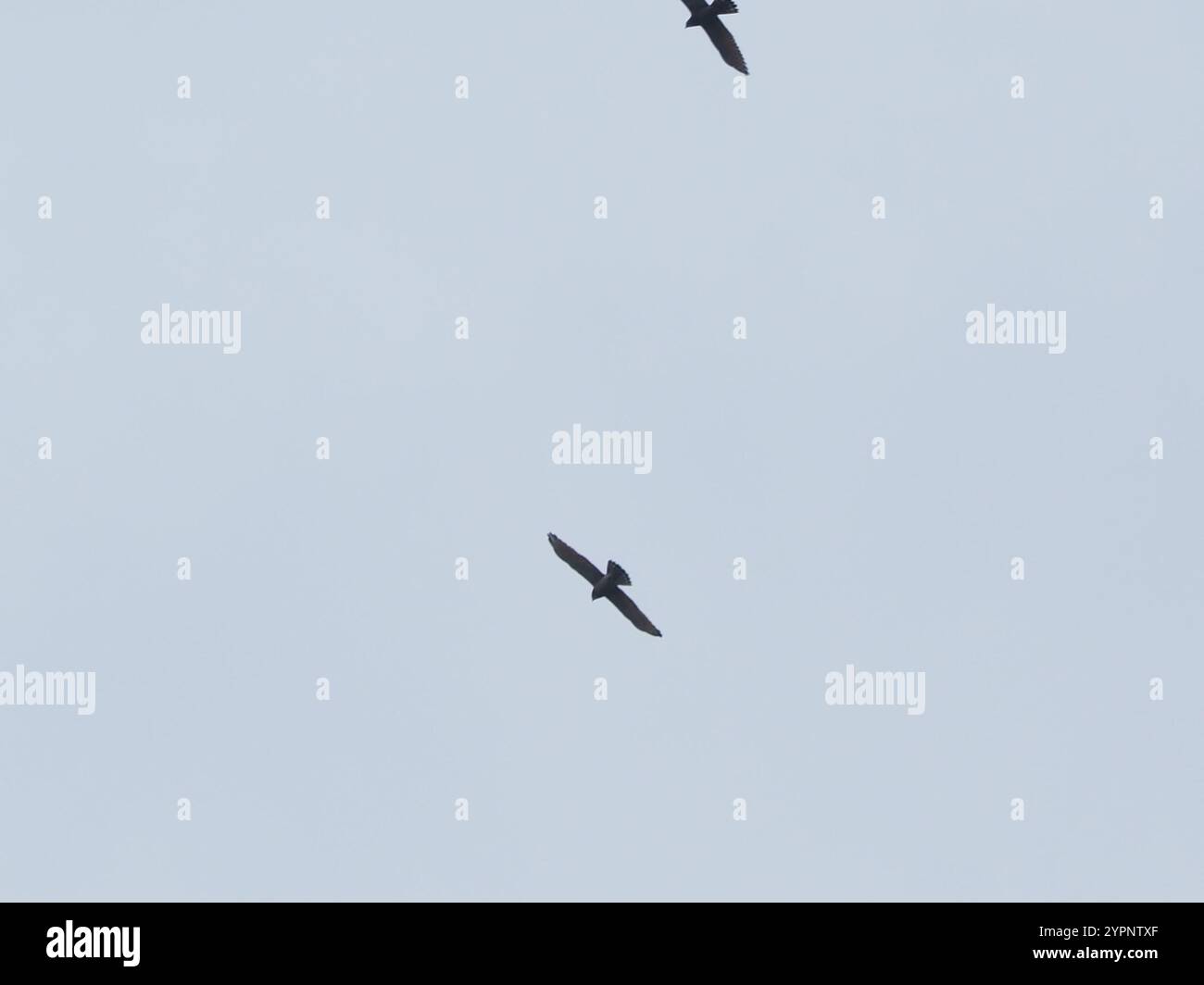 Gray-faced Buzzard (Butastur indicus Stock Photo - Alamy