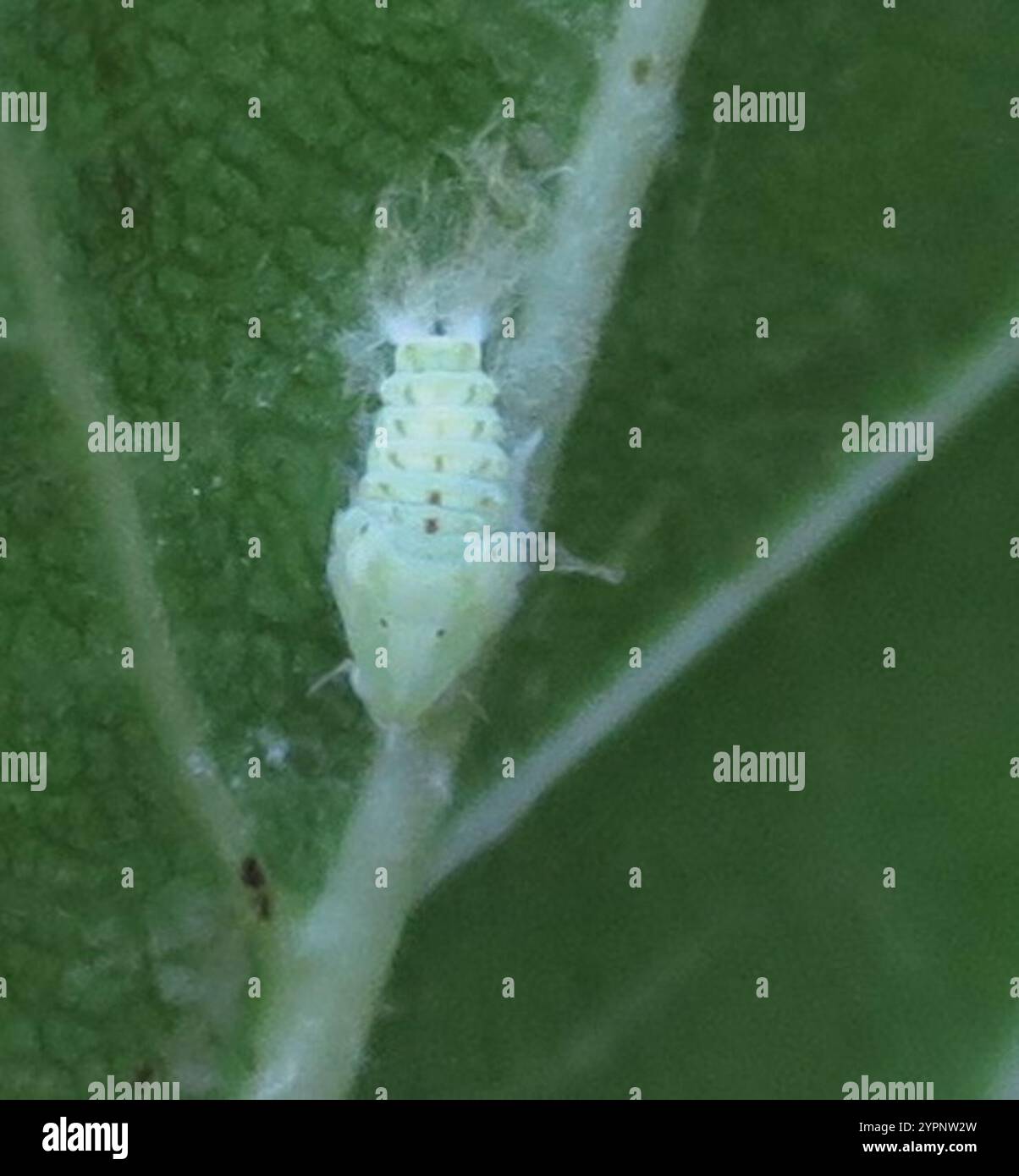 Torpedo Bug (Siphanta acuta Stock Photo - Alamy