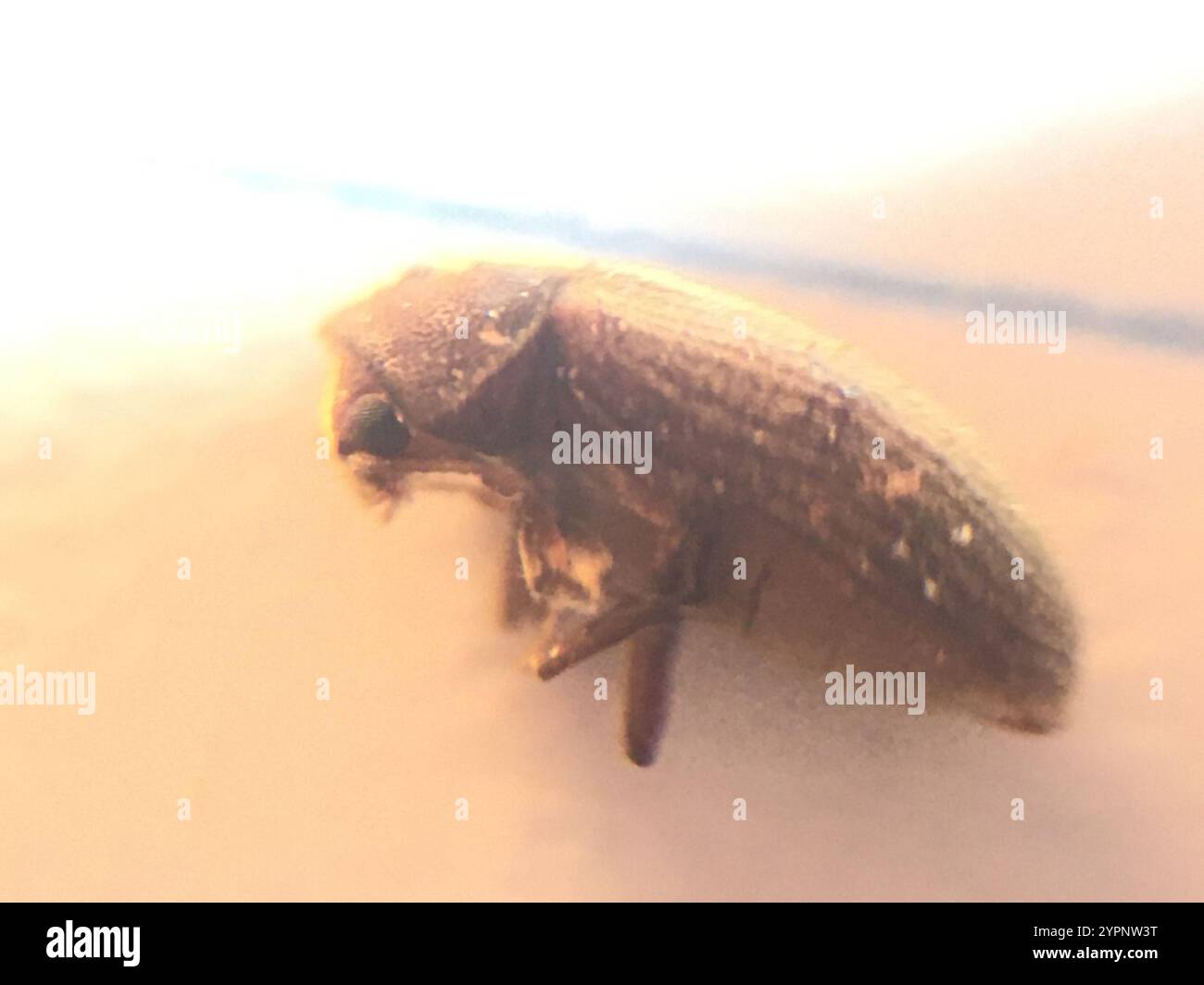 Drugstore Beetle (Stegobium paniceum Stock Photo - Alamy
