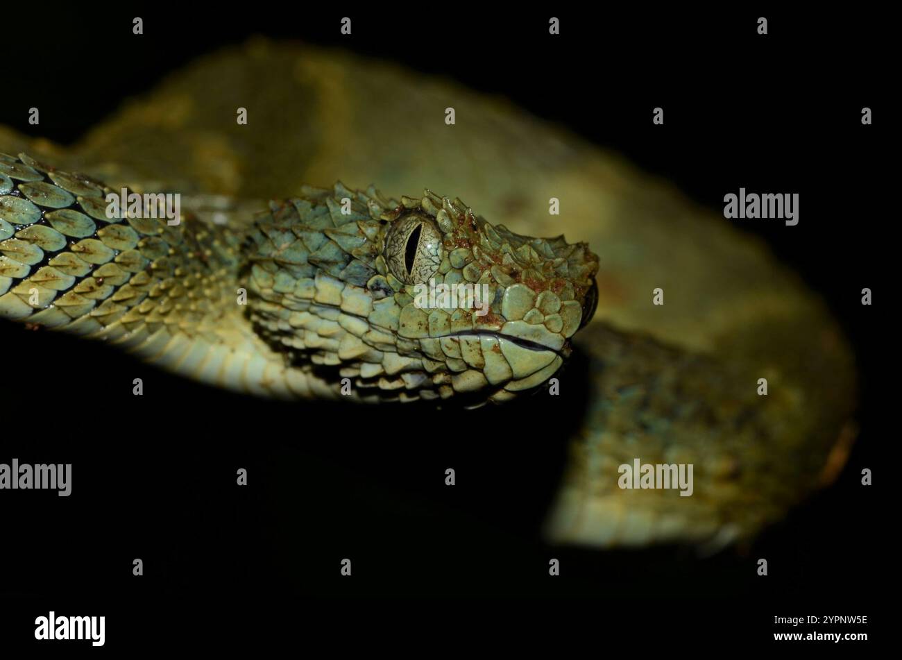 African Bush Viper (Atheris squamigera Stock Photo - Alamy