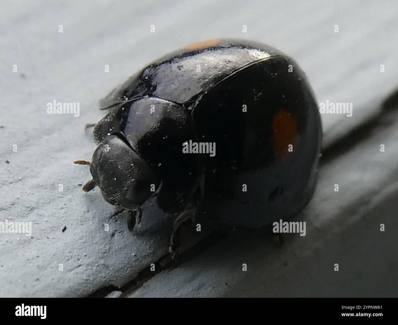 Twice-stabbed Lady Beetle (Chilocorus stigma Stock Photo - Alamy