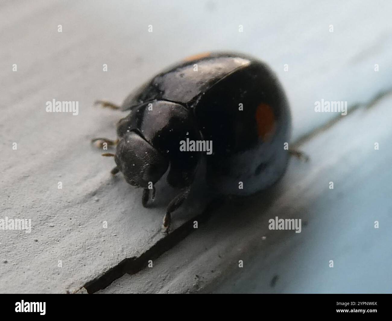 Twice-stabbed Lady Beetle (Chilocorus stigma Stock Photo - Alamy