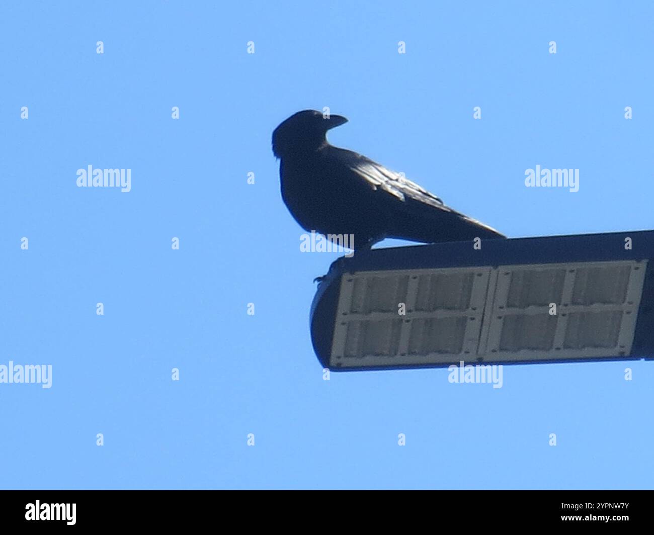 Fish Crow (Corvus ossifragus Stock Photo - Alamy