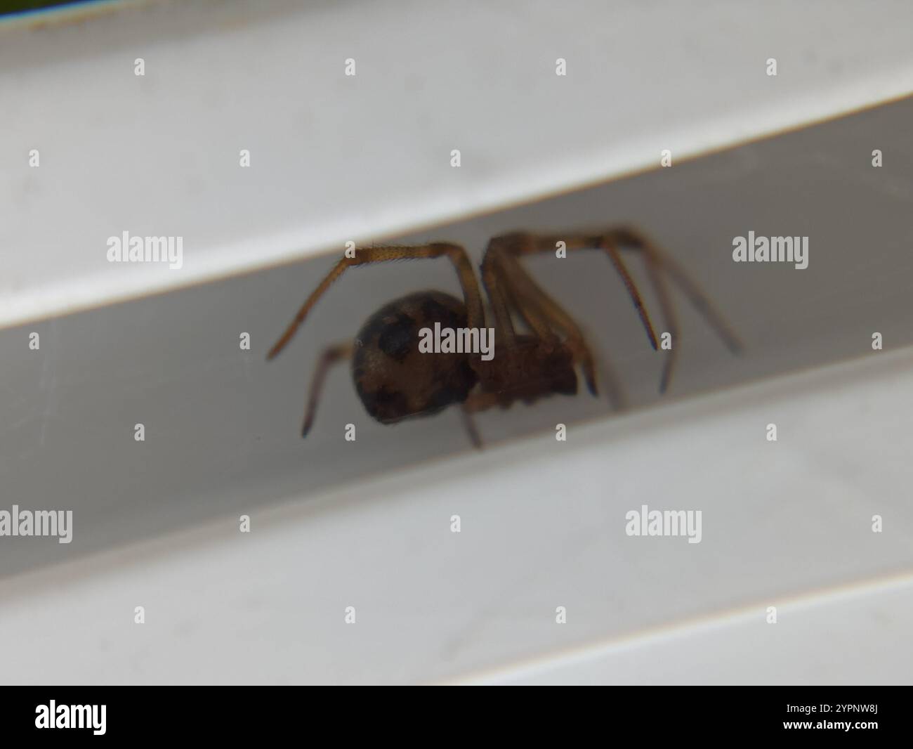 Comb-footed Spiders (Theridiidae Stock Photo - Alamy