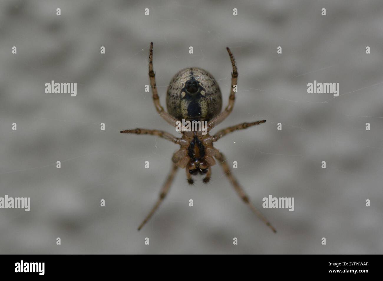Silver-sided Sector Spider (Zygiella x-notata Stock Photo - Alamy