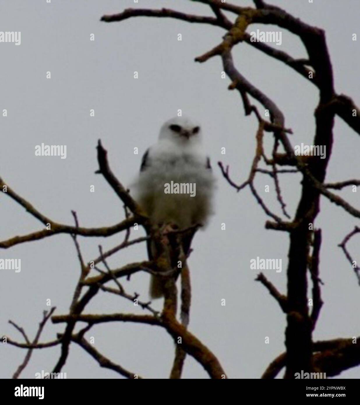 White-tailed Kite (Elanus leucurus Stock Photo - Alamy