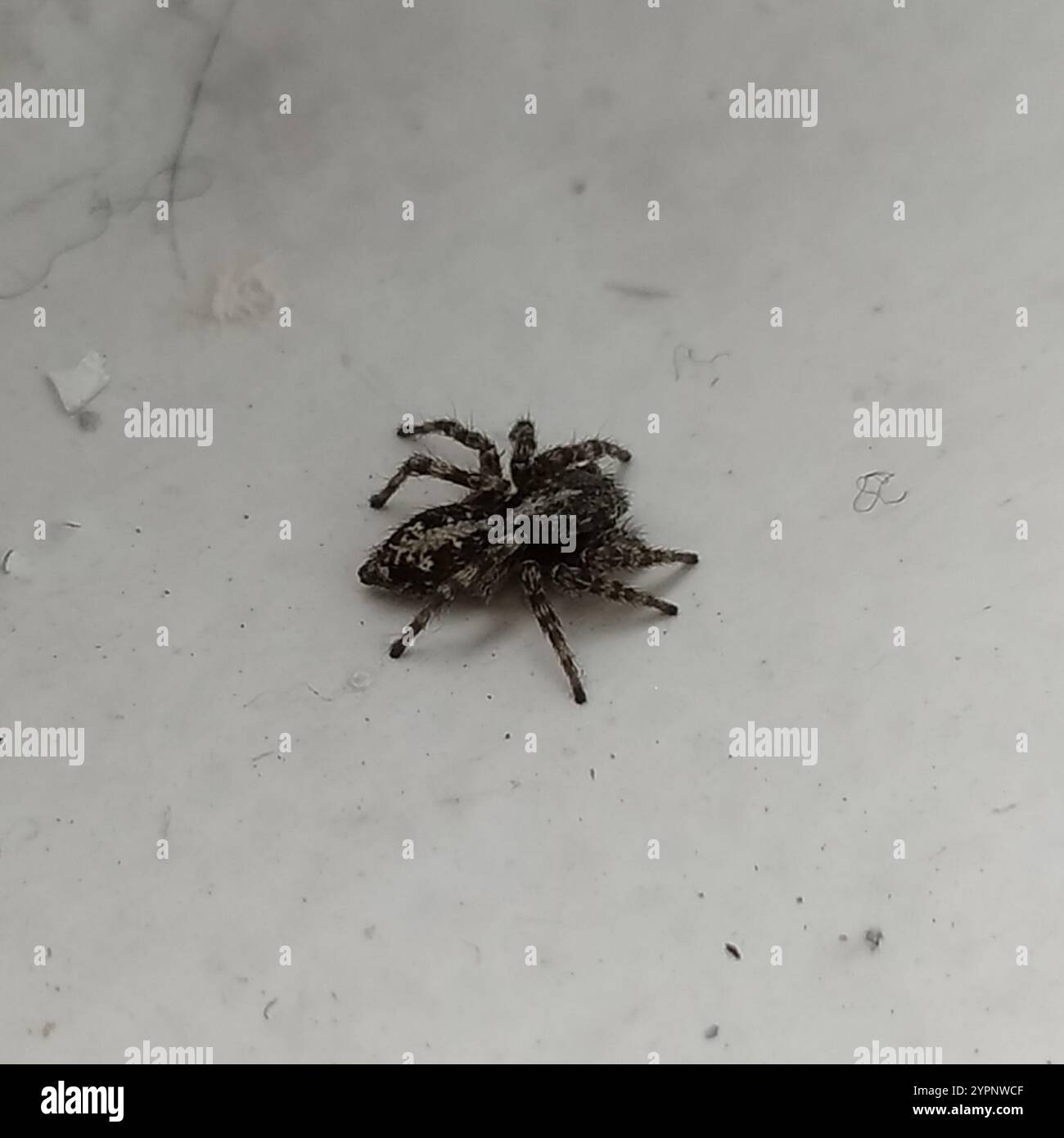 Attulus hi-res stock photography and images - Alamy