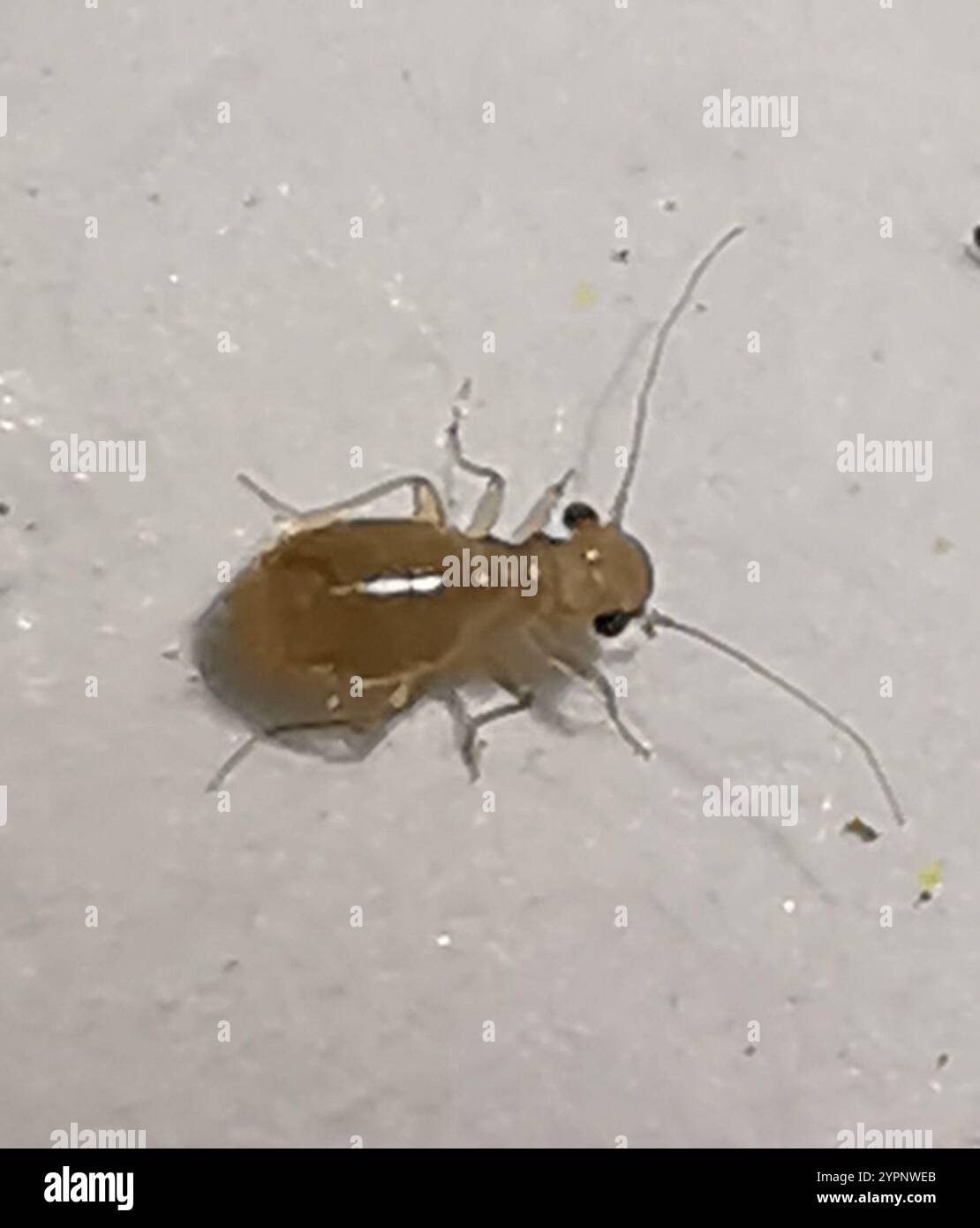 Barklice, Booklice, and Parasitic Lice (Psocodea Stock Photo - Alamy