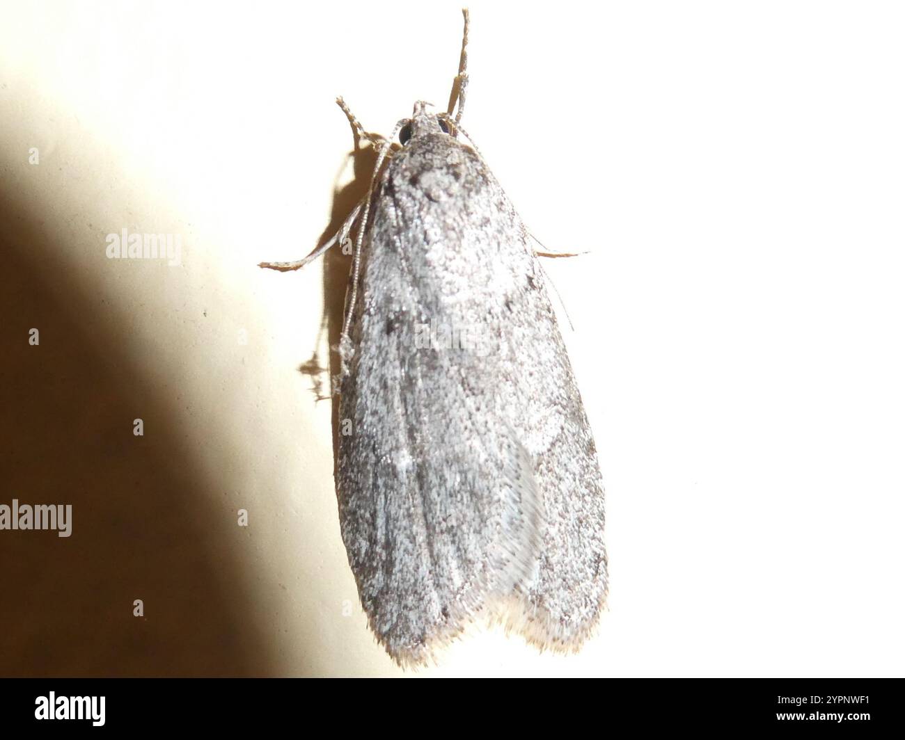 Flat-bodied moths (Depressariidae Stock Photo - Alamy