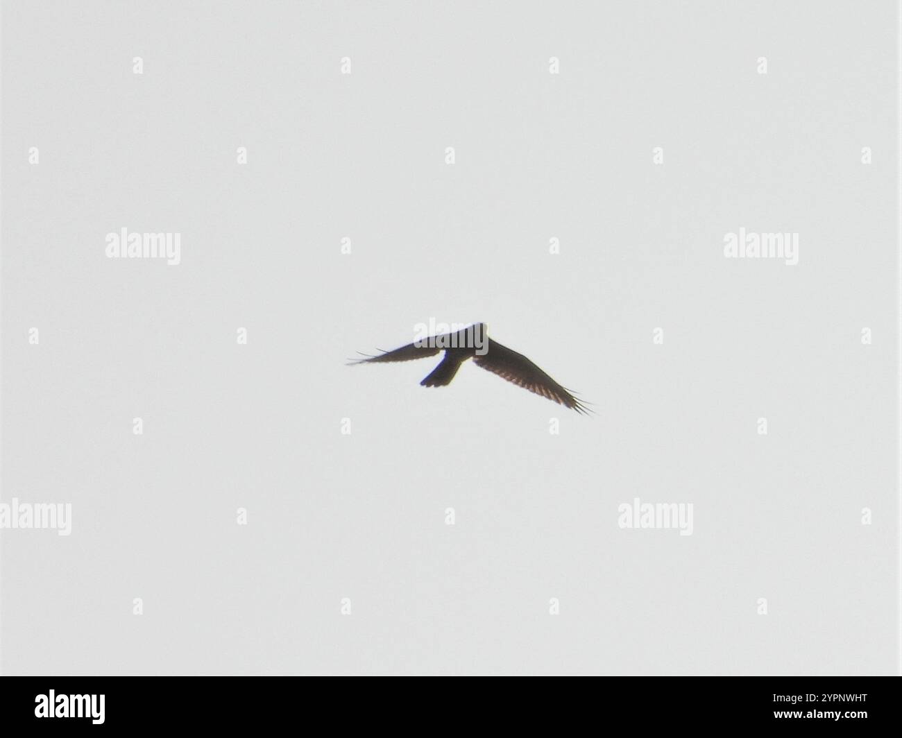 Gray-faced Buzzard (Butastur indicus Stock Photo - Alamy
