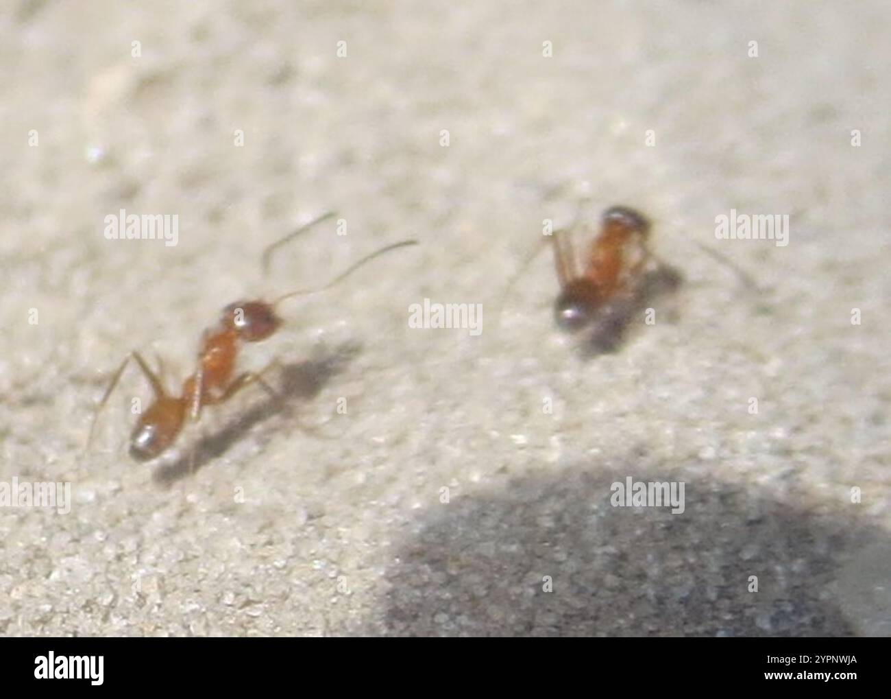 Buren's Pyramid Ant (Dorymyrmex bureni Stock Photo - Alamy