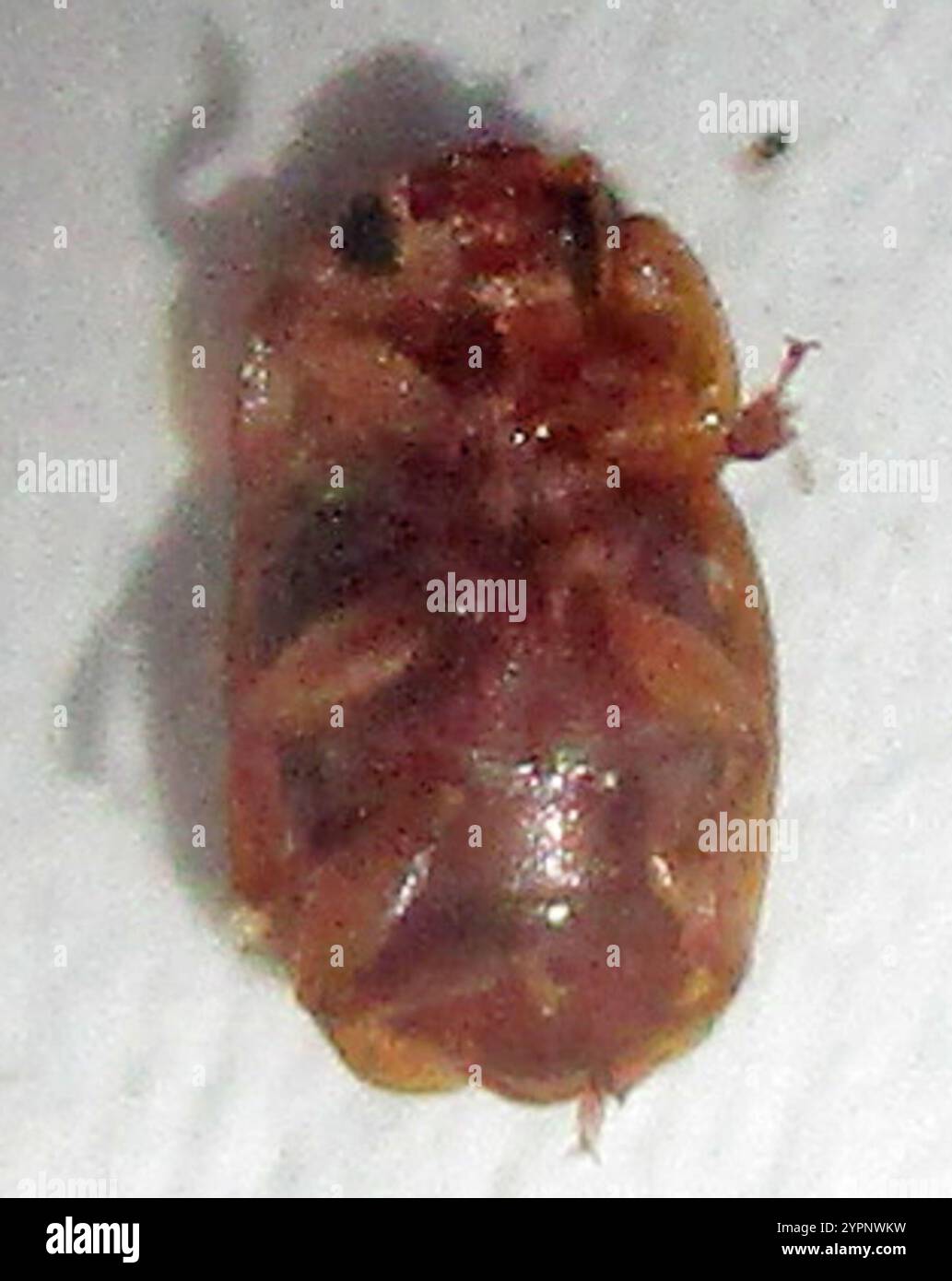 Sap-feeding Beetles (Nitidulidae Stock Photo - Alamy