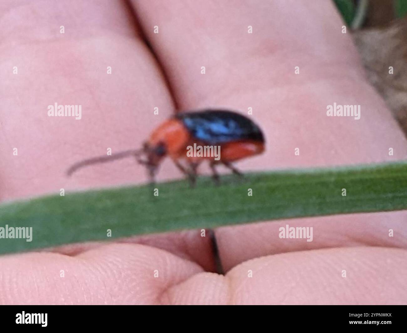 Shiny Flea Beetle (Asphaera lustrans Stock Photo - Alamy
