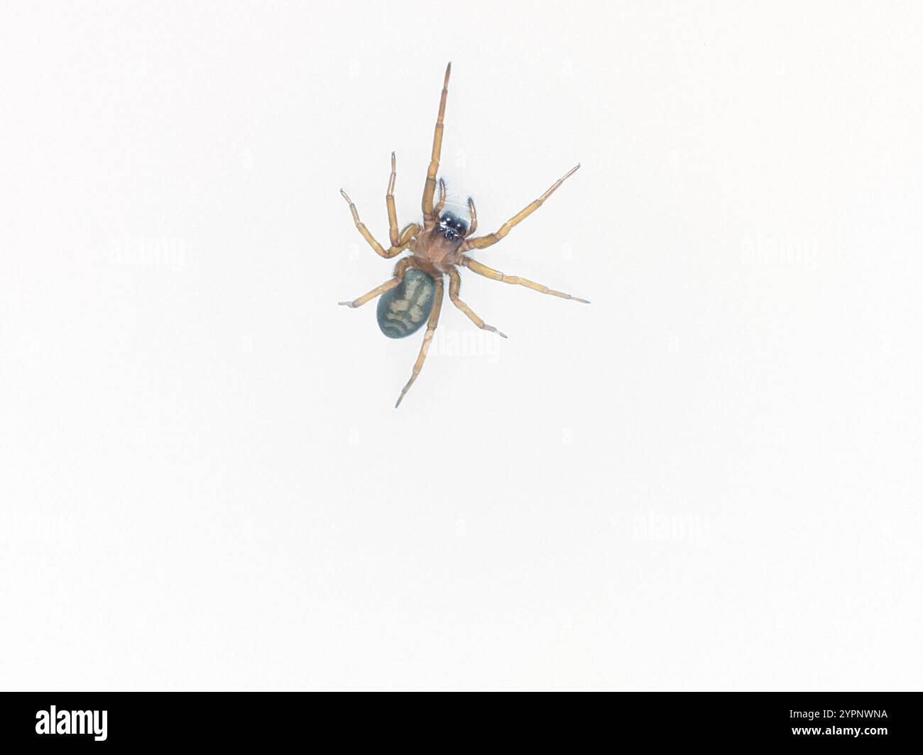 Lace web spiders (Amaurobius Stock Photo - Alamy