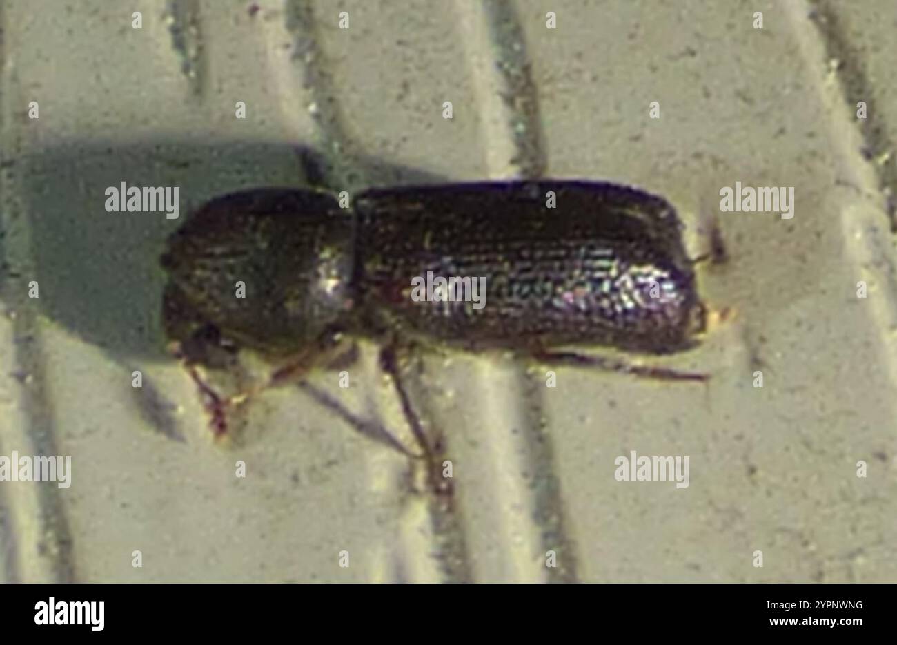 Auger Beetles (Bostrichidae Stock Photo - Alamy