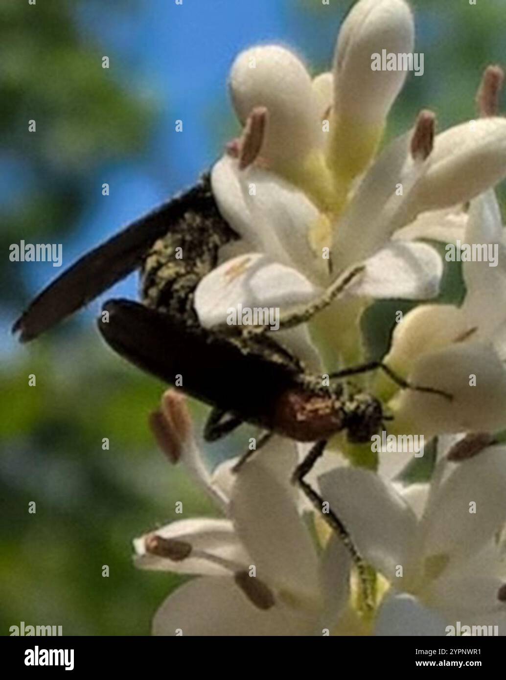 Common Lovebug (Plecia nearctica Stock Photo - Alamy