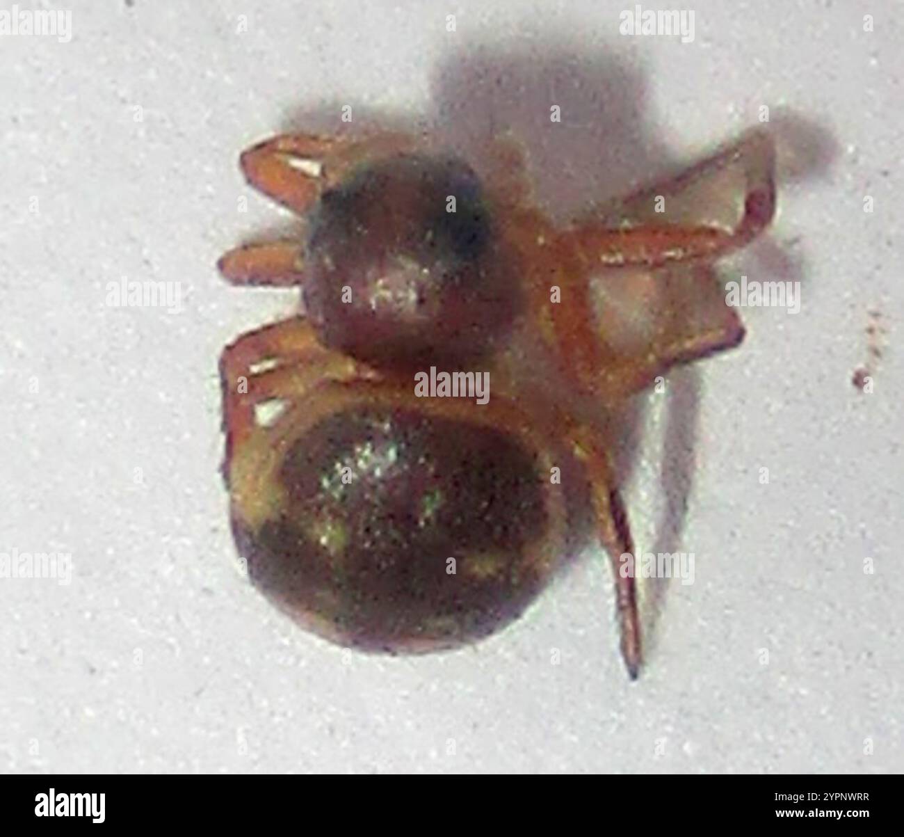 Beetle crab spiders (Mystaria Stock Photo - Alamy
