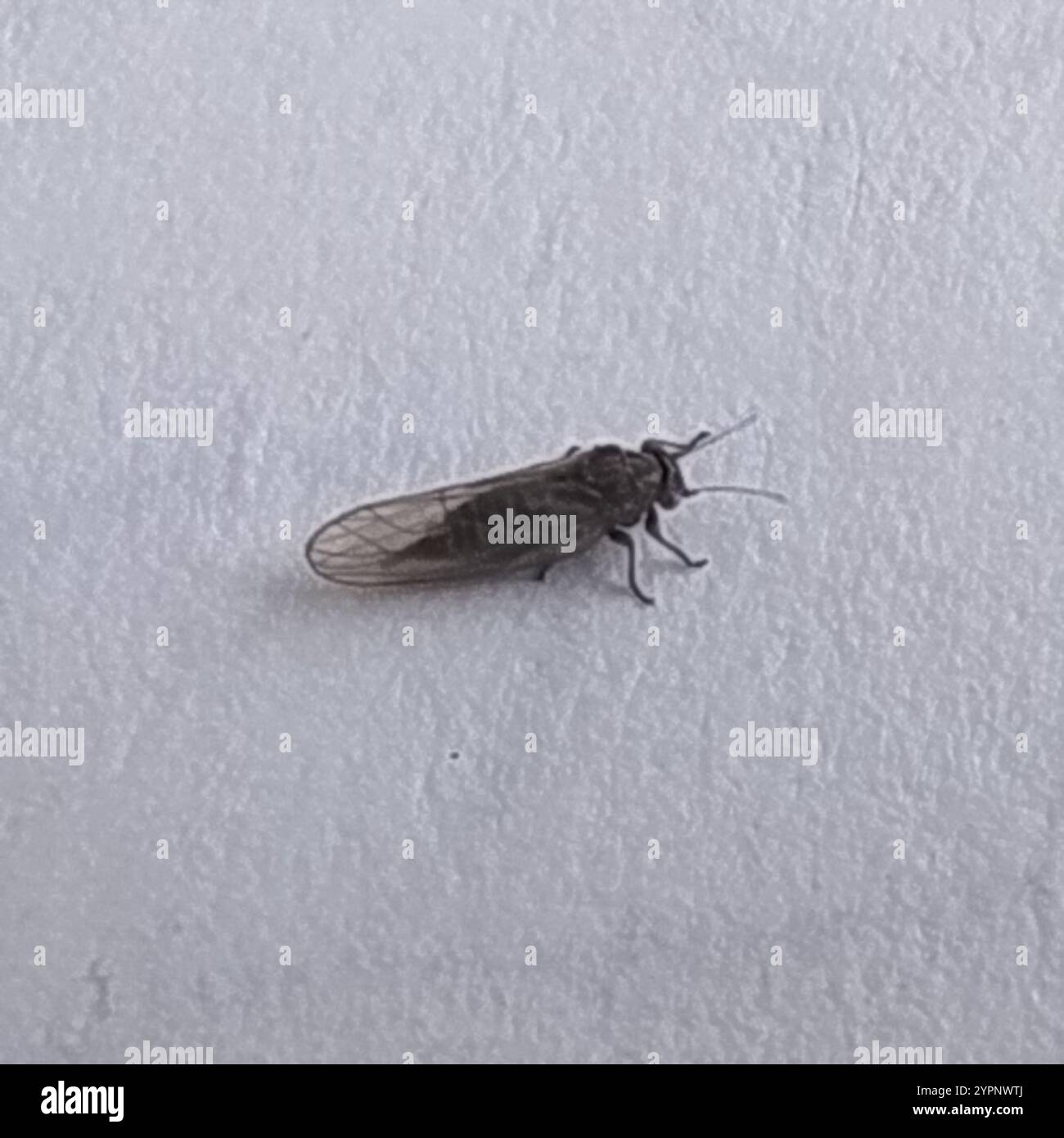 Psylloidea hi-res stock photography and images - Alamy