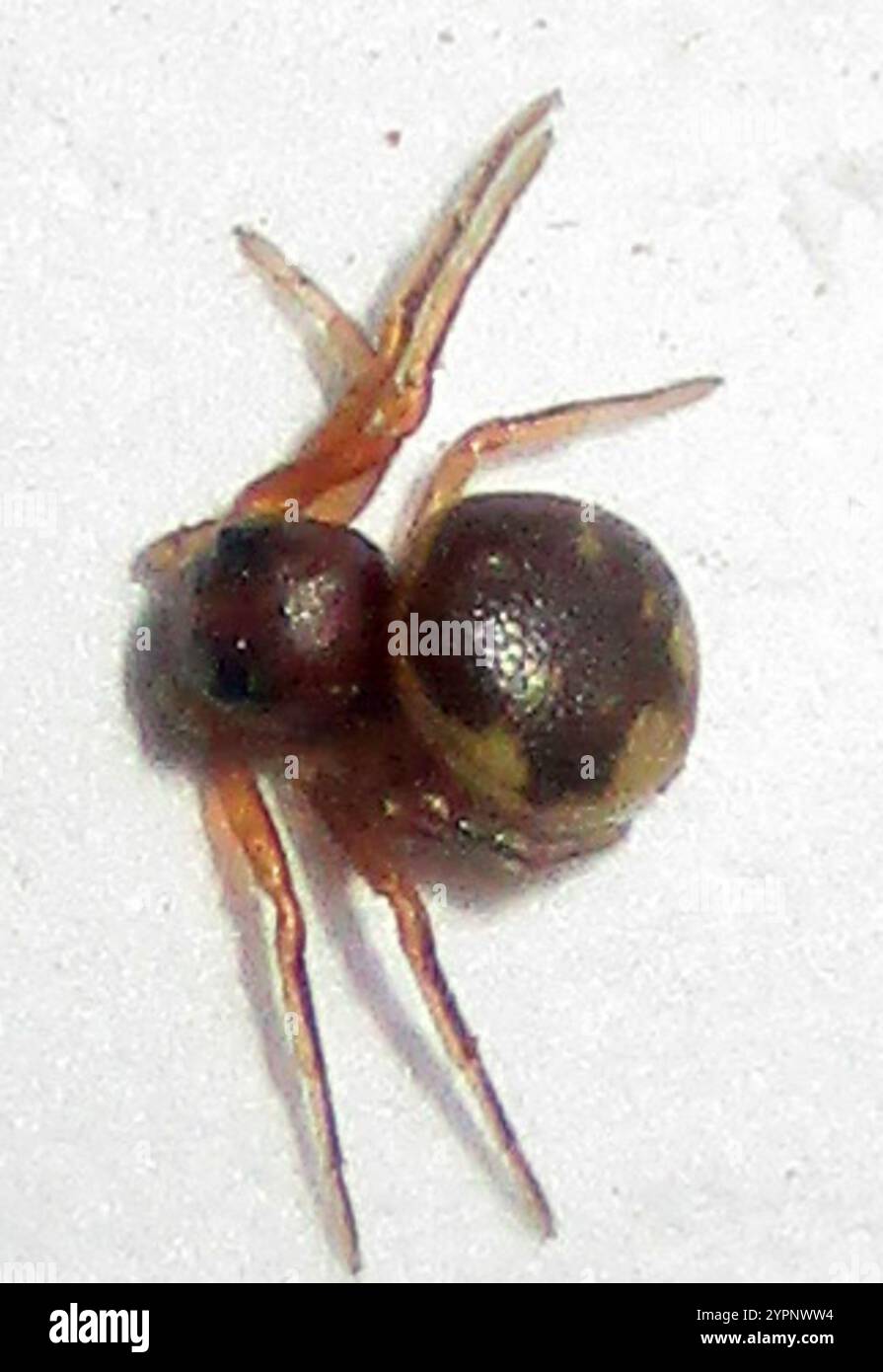 Beetle crab spiders (Mystaria Stock Photo - Alamy