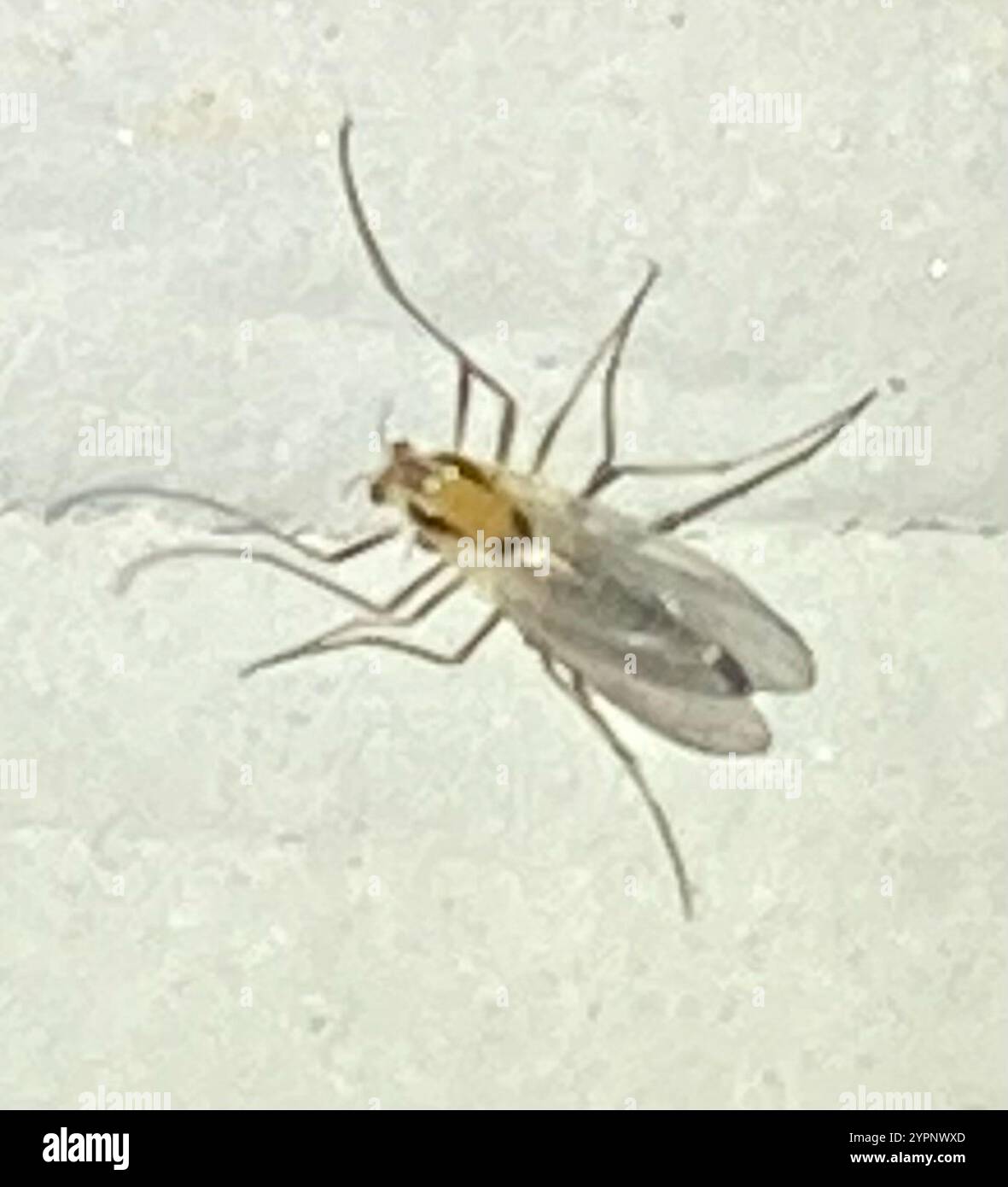 Non-biting Midges (Chironomidae Stock Photo - Alamy