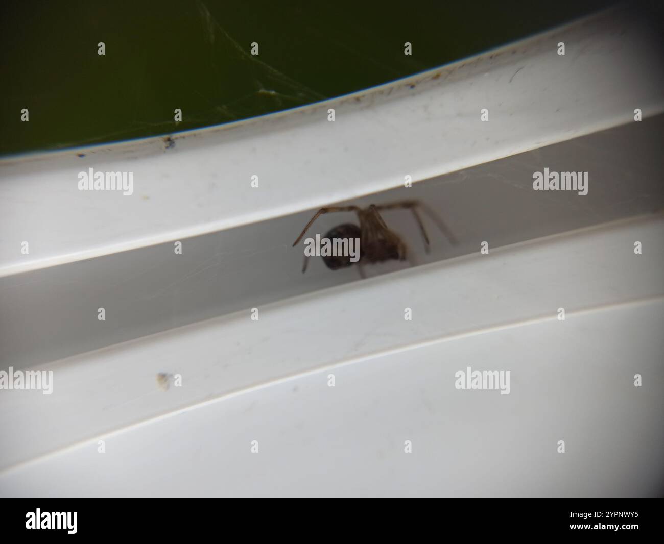 Comb-footed Spiders (Theridiidae Stock Photo - Alamy