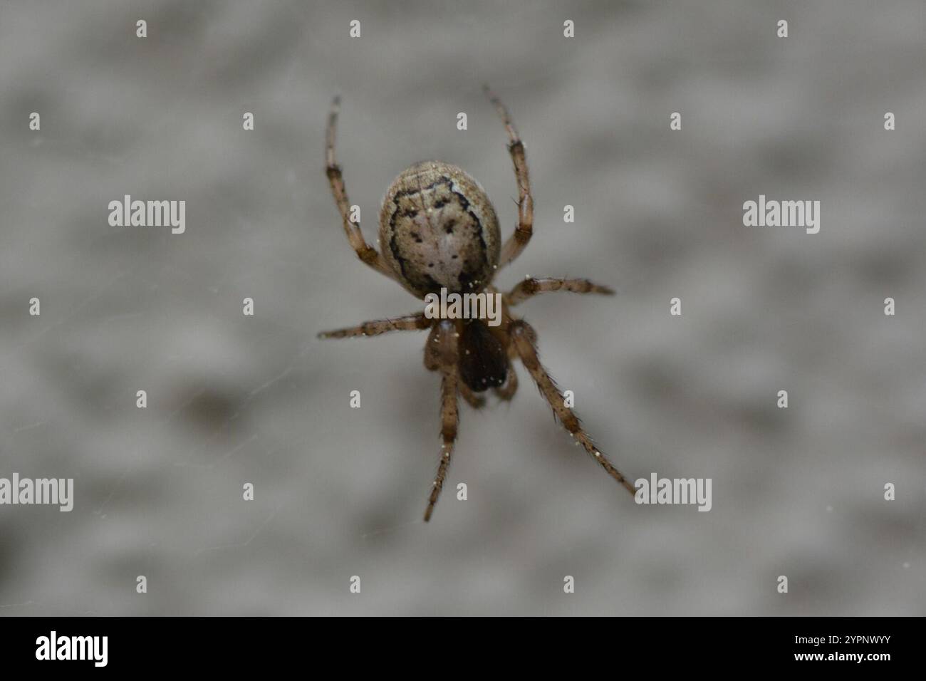 Silver-sided Sector Spider (Zygiella x-notata Stock Photo - Alamy