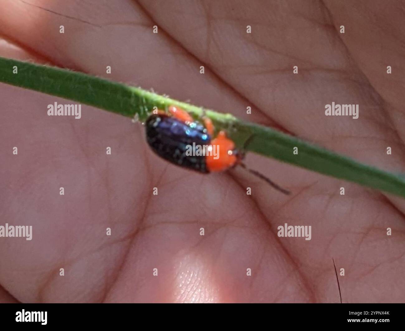 Shiny Flea Beetle (Asphaera lustrans Stock Photo - Alamy