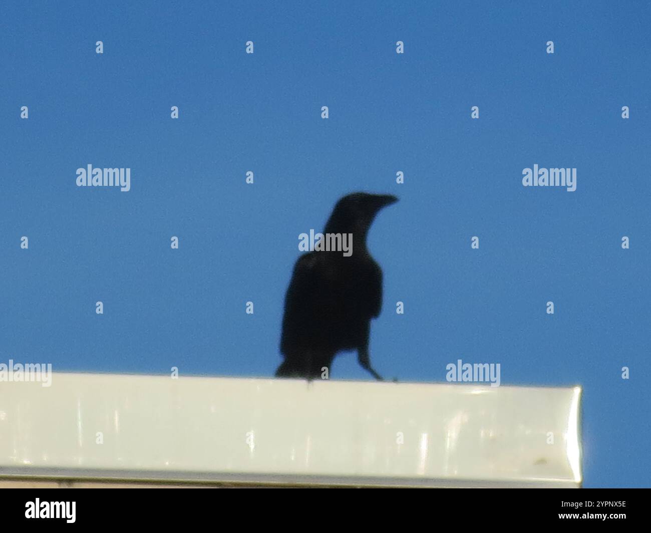 Fish Crow (Corvus ossifragus Stock Photo - Alamy