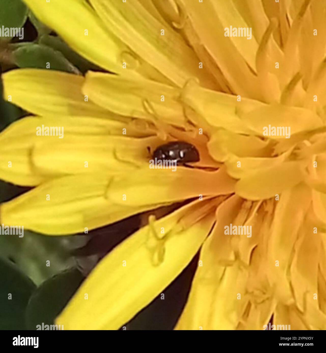 Short-winged Flower Beetles (Kateretidae Stock Photo - Alamy