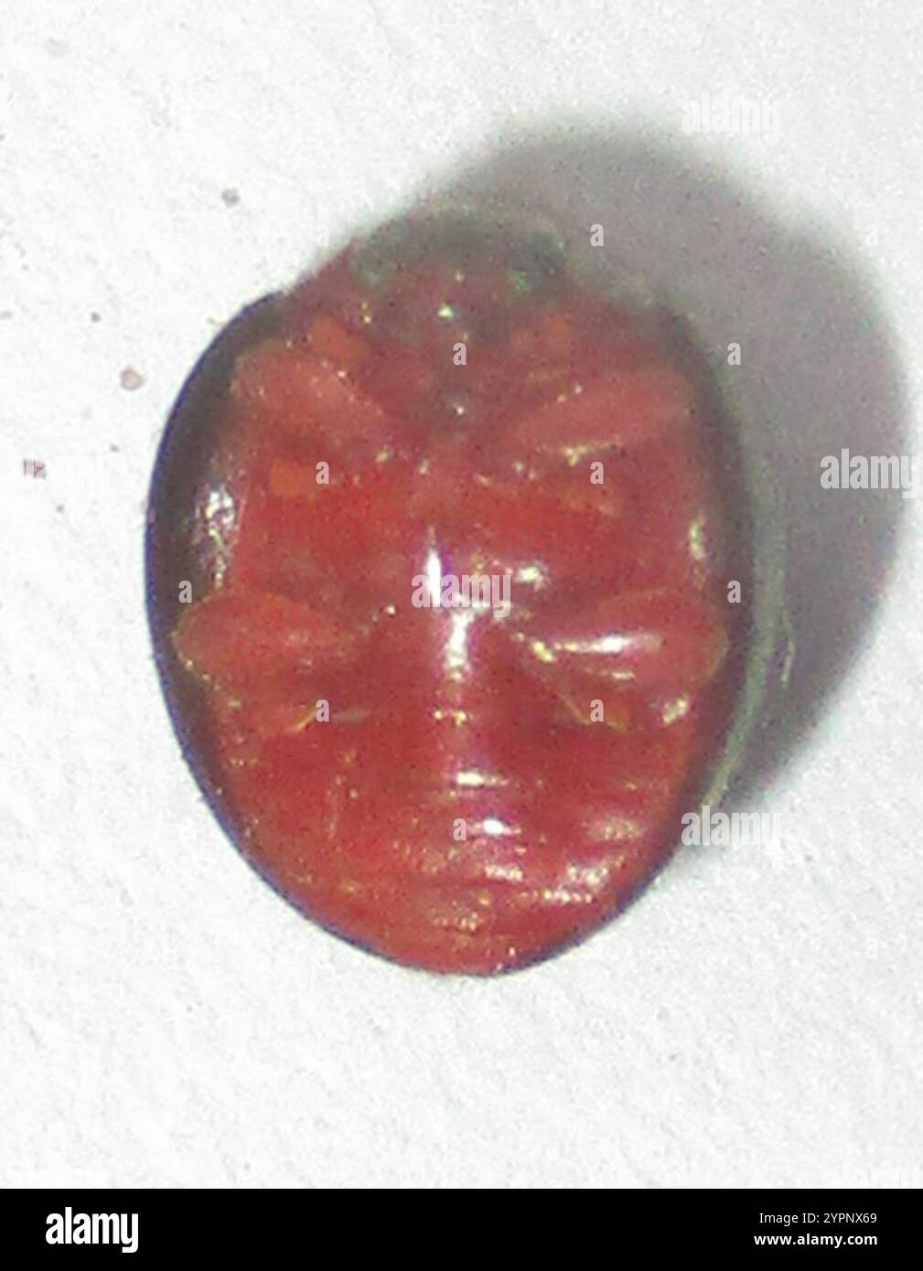 South African Scale-eating Lady Beetle (Novius iceryae Stock Photo - Alamy