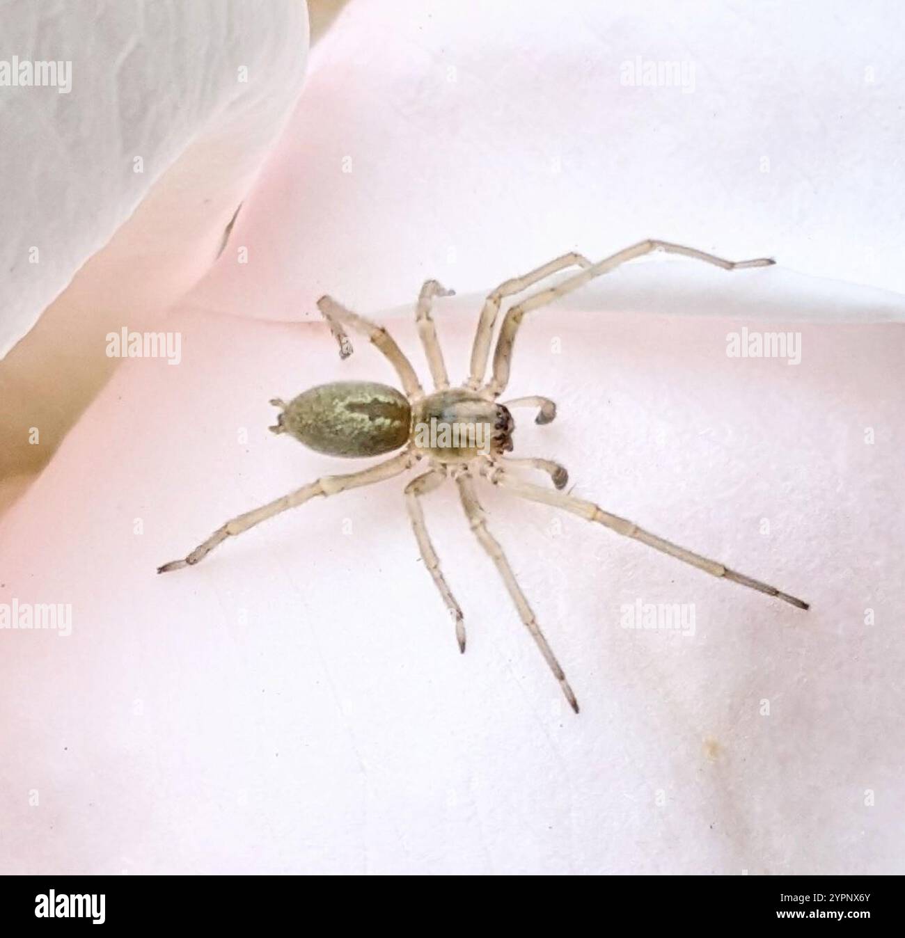 Longlegged Sac Spiders (Cheiracanthium Stock Photo - Alamy
