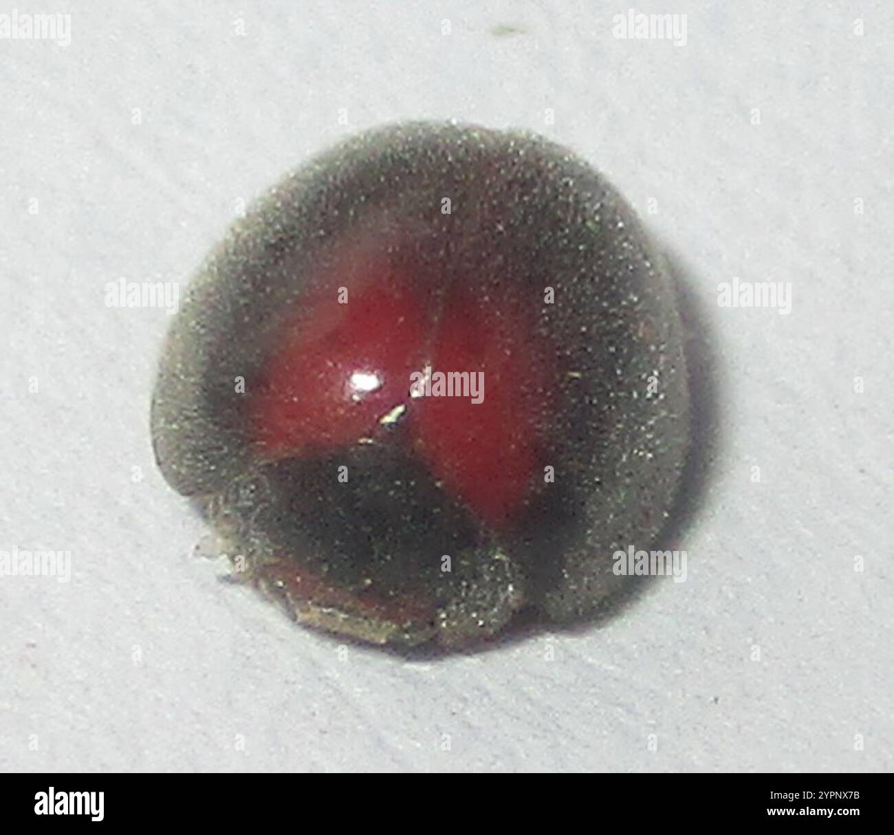 South African Scale-eating Lady Beetle (Novius iceryae Stock Photo - Alamy