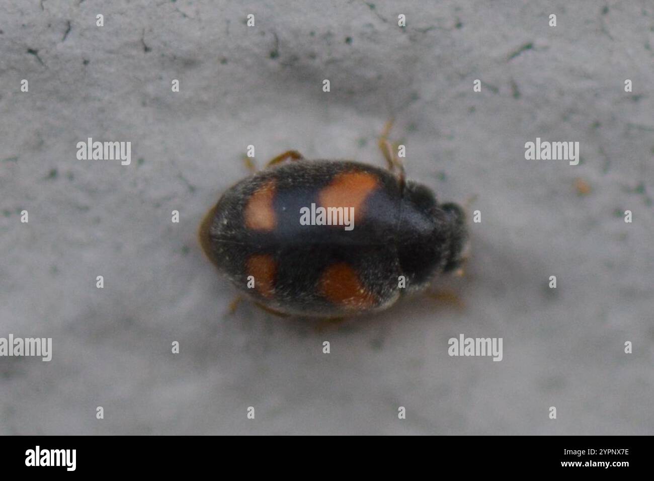 Four-spotted Nephus (Nephus quadrimaculatus Stock Photo - Alamy