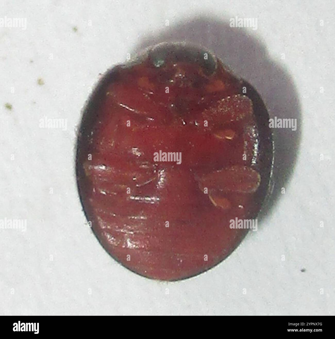 South African Scale-eating Lady Beetle (Novius iceryae Stock Photo - Alamy