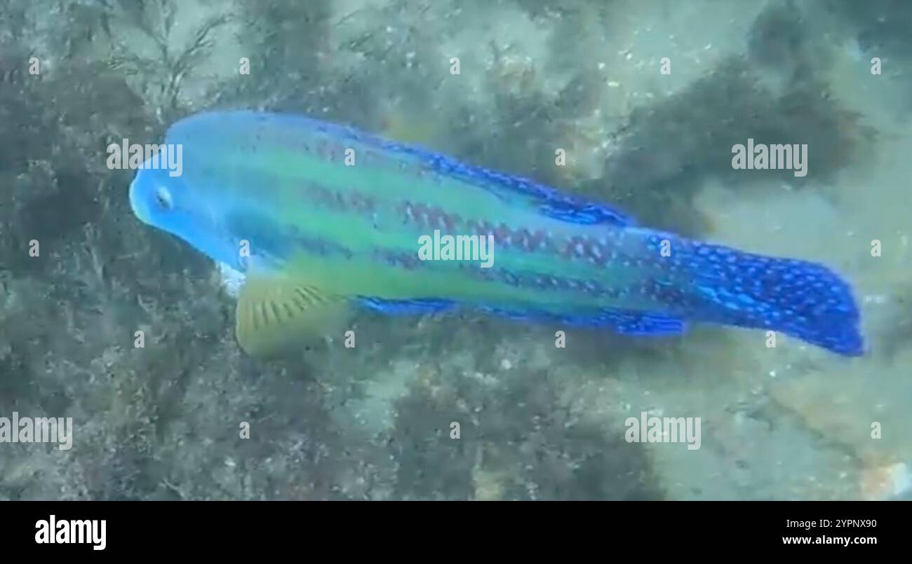 East Atlantic Peacock Wrasse (Symphodus tinca Stock Photo - Alamy