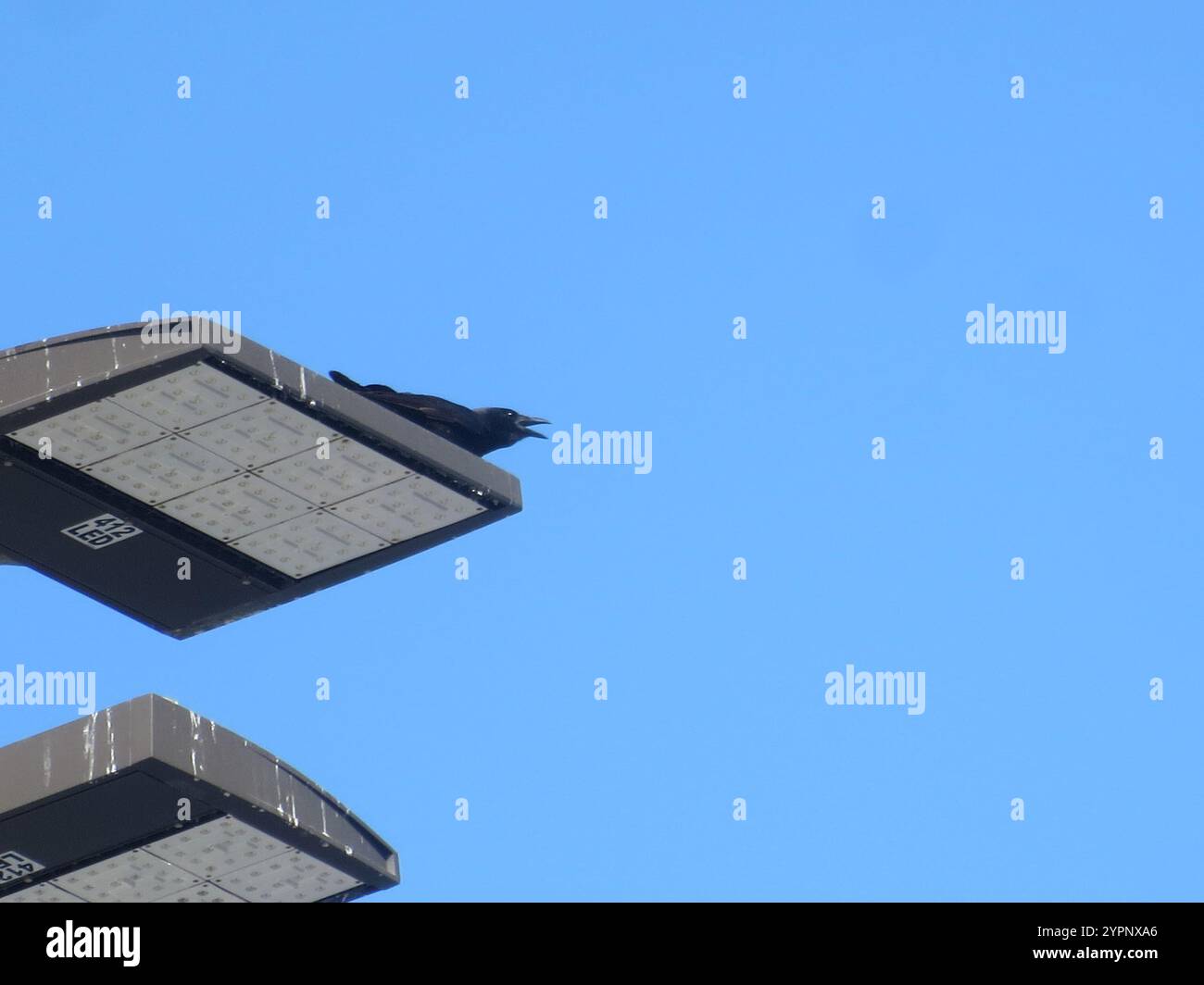 Fish Crow (Corvus ossifragus Stock Photo - Alamy