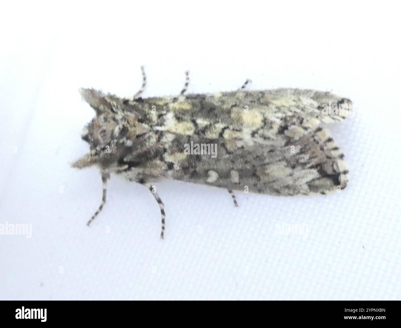 Frosted Green (Polyploca ridens Stock Photo - Alamy