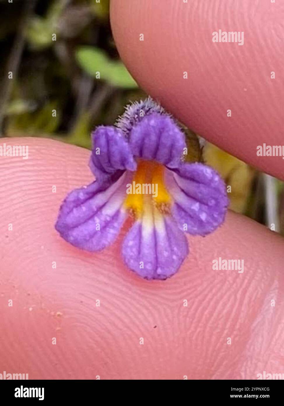 oneflower broomrape (Aphyllon purpureum Stock Photo - Alamy