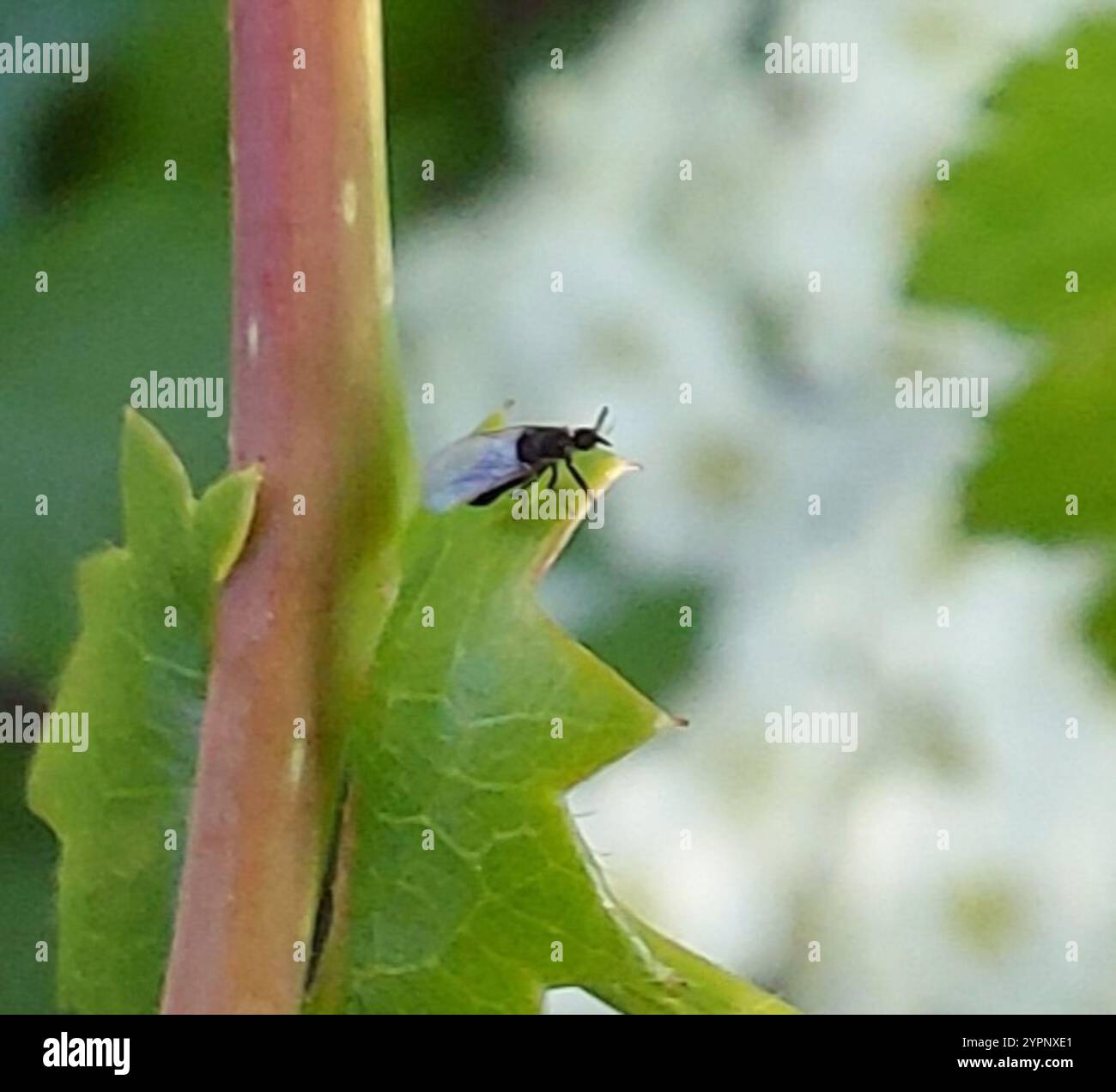 Minute Black Scavenger Flies (Scatopsidae Stock Photo - Alamy