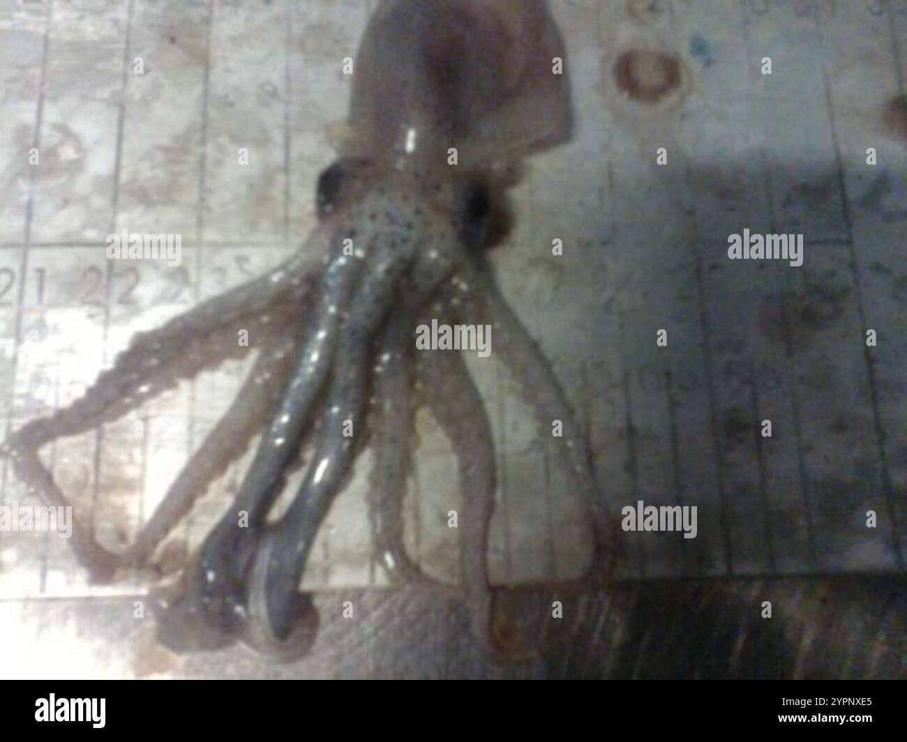 Squids and Cuttlefishes (Decapodiformes Stock Photo - Alamy
