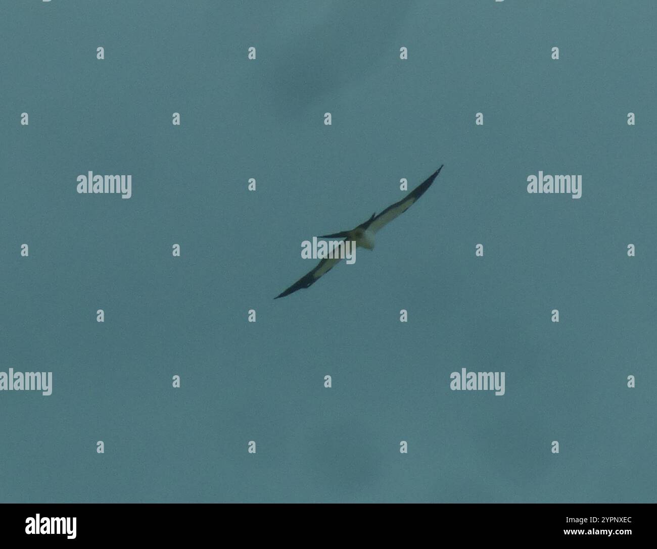 Swallow-tailed Kite (Elanoides forficatus Stock Photo - Alamy